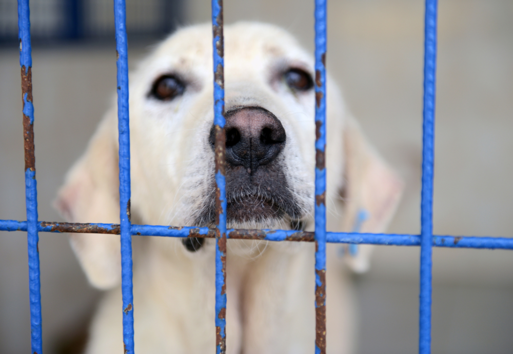 How to Donate to Animals in Need: Supporting Shelter Pets Through A Do ...