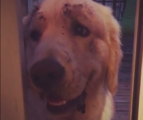 What Happens When You Leave Your Pups Unsupervised? This Is So Cute ...