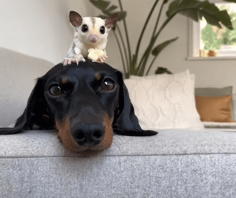 This Adorable Pup Shares His Home With Four Sugar Gliders! – A Dog's Love