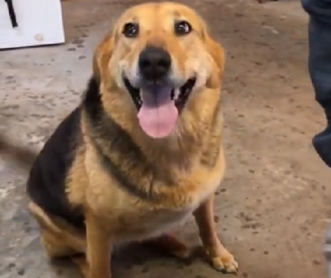 Watch How This Adorable Pup Demands Attention From Her Family At A Gat ...