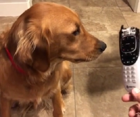 Watch How This Guilty Pup Is Shamed For Chewing On The Remote! – A Dog ...