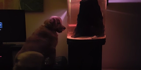 Adorable Pup Discovers Fishes... And Now He's Too Excited Be With Them ...