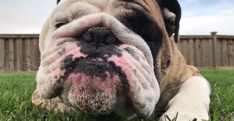 Watch How This Adorable Pup Chews In Slow Motion! This Is Too Cute! – A ...