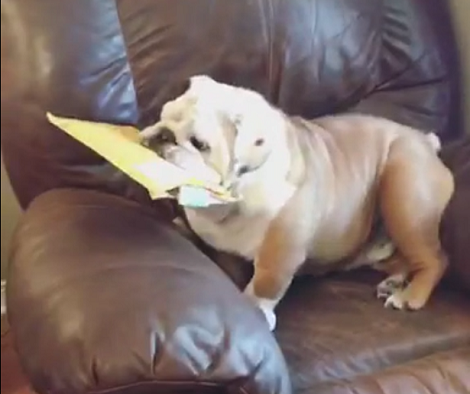 This Adorably Cute Pup Wants To Be A Mail Carrier! – A Dog's Love
