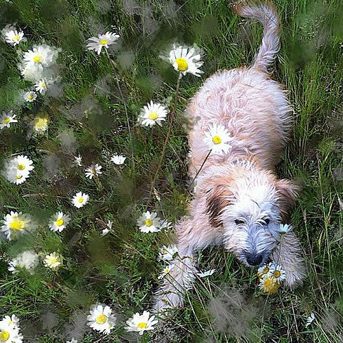 Is It Safe For Dogs To Eat Daisies? – A Dog's Love