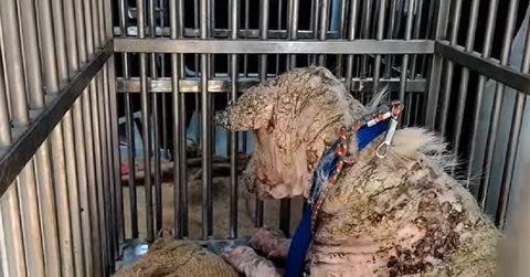 Good Samaritans Intervene To Save Stray Dog With Severe Mange – A Dog's ...