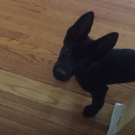 Adorable German Shepherd Gets Confused When She Hears These Weird Soun ...