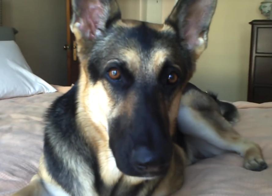 German Shepherd Is Confused While Her Human Is Asking Her a Question ...