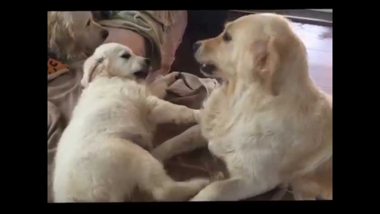 12 Week Old Golden Retriever Pup Getting Lessons From A Fellow Golden ...