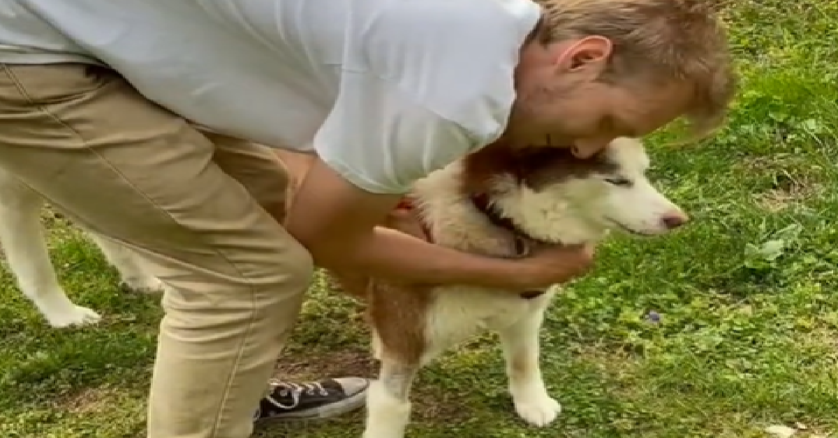 Husky Learns To Chase Her Mum Despite Being Blind And Deaf – A Dog's Love