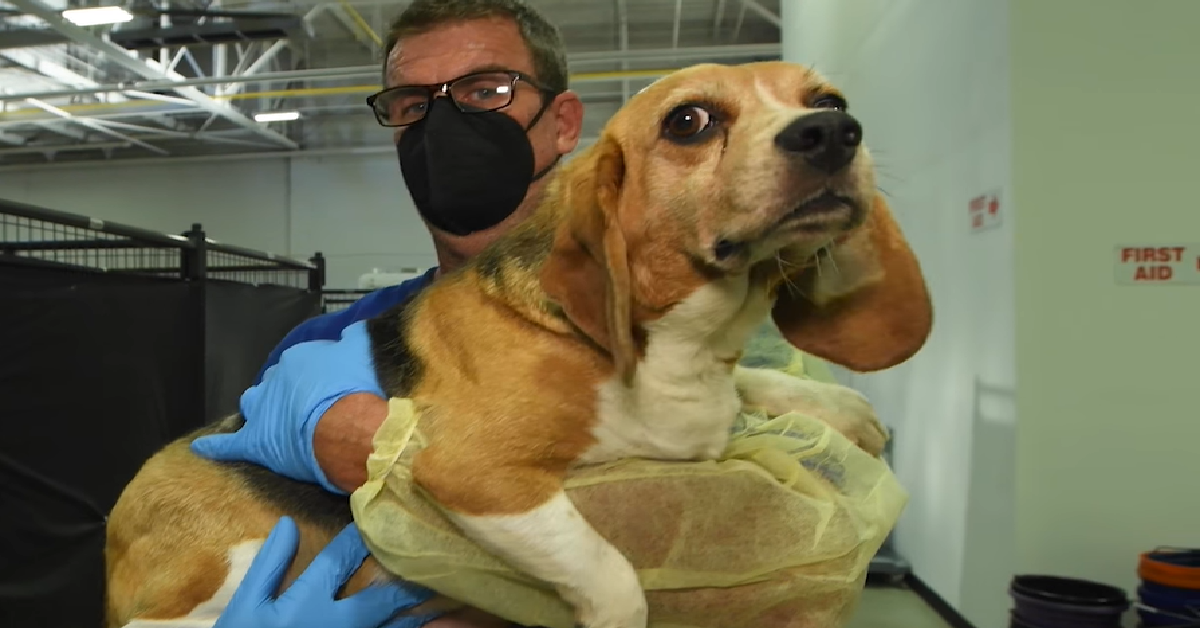 Rescuers Deliver 4,000 Beagles From Cruel Breeding Facility – A Dog's Love