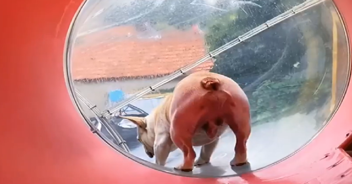 Dog Parents Build Personal Spiral Slide For Their Pups – A Dog's Love