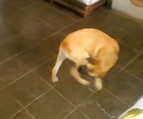 Have You Ever Wondered What Pups Do When They're Bored? Chase Their Ta ...