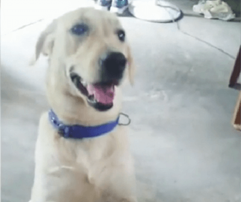 This Adorable Pup Absolutely Loves The Affection She Gets From Her Dad ...