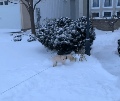 This Adorable Pup Is Either Trying To Eat The Snow Or The Tree! – A Dog ...