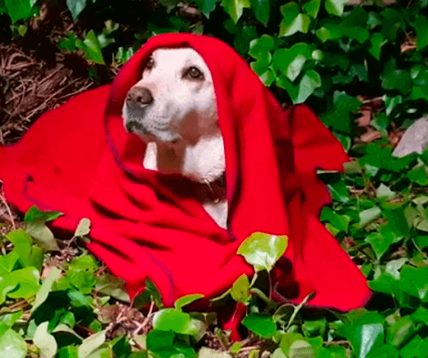 This Adorable Pup Became Little Red Riding Hood To Keep Warm This Wint ...