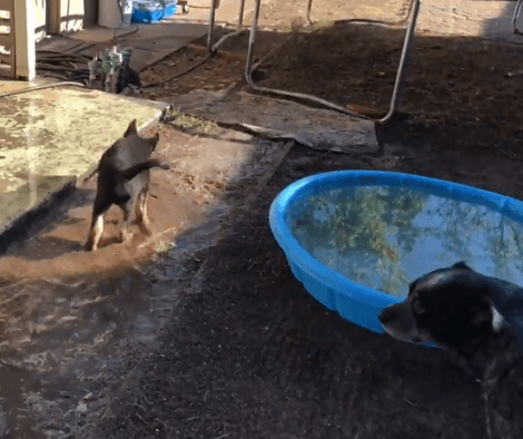 Adorable Pup Spots Mud - Immediately Decides To Get As Dirty As Can Be ...
