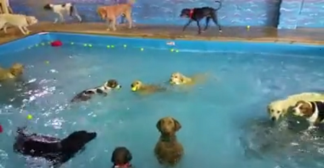 Watch How These Pups Enjoy An Incredible Happy Pool Day With Their Bud ...