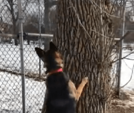Determined Pup Climbs Tree To Chase The Squirrel! Watch Him Go Go Go ...