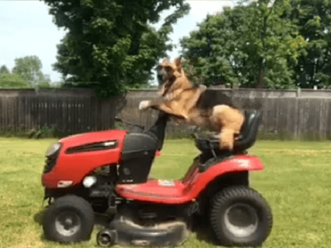 When It's Time To Mow The Lawn, This Adorable Pup Has You Covered! – A ...