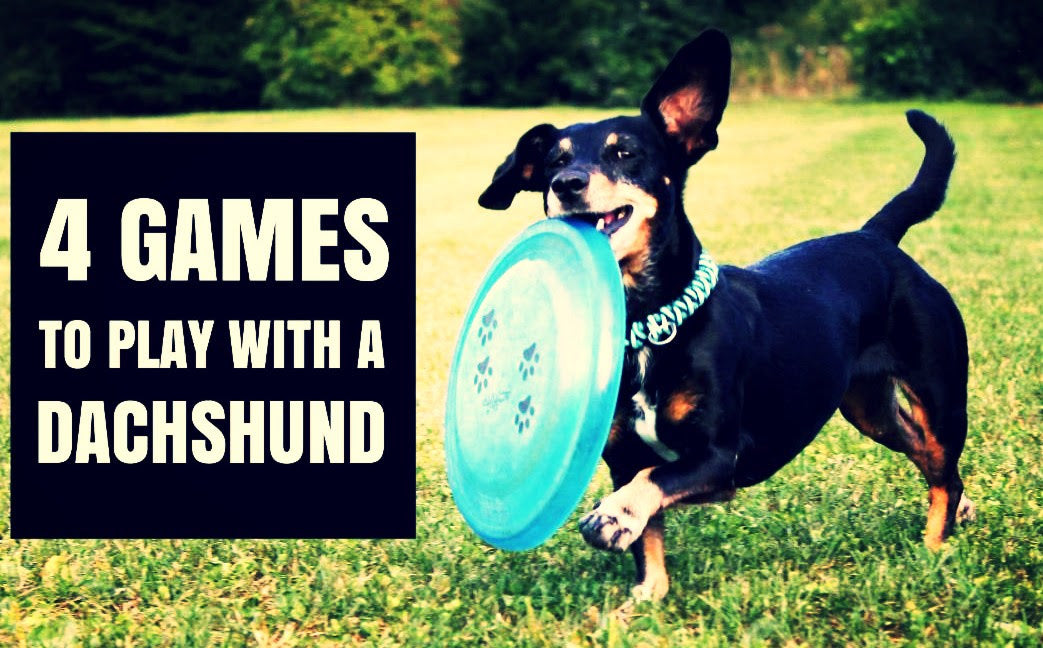 4 Best Games To Play With A Dachshund – A Dog's Love