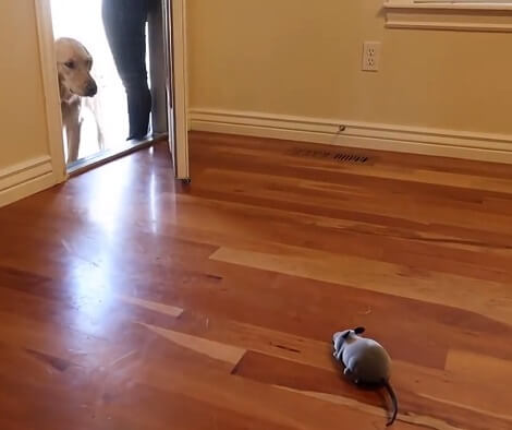 What Happens When Your Pup Comes Across A Huge Mouse?! Check This Out ...