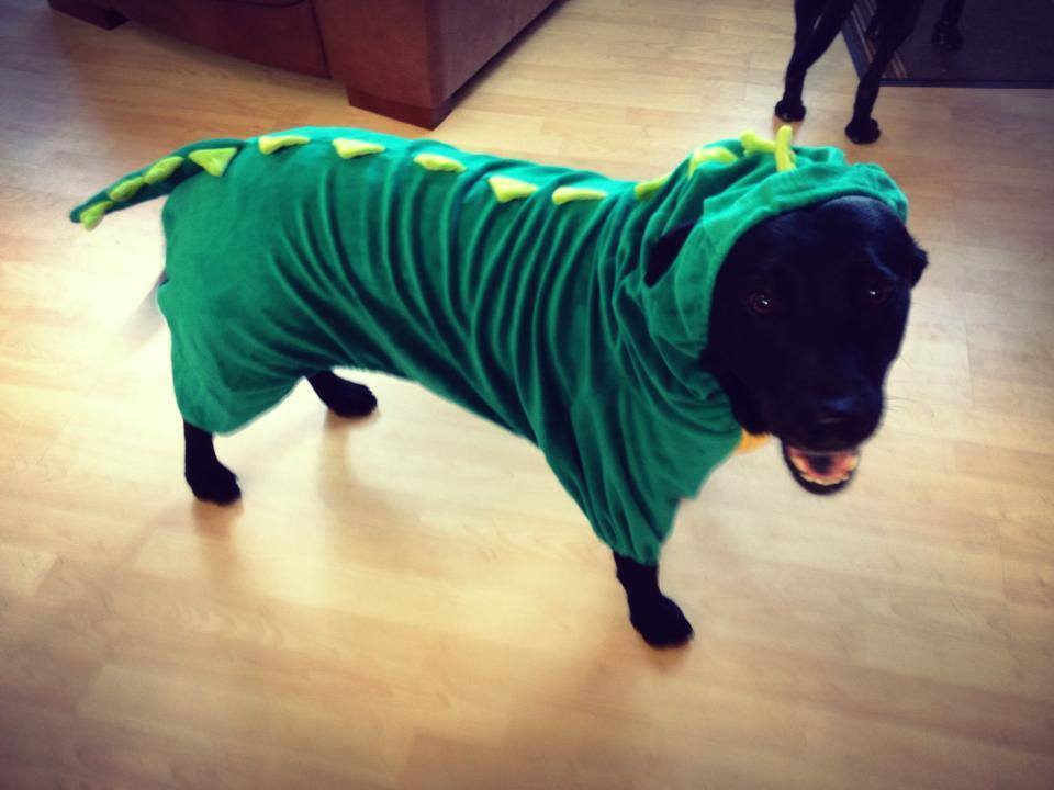 Top 5 Halloween Costumes For Labrador Pups To Get Them In The Game! – A ...