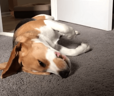 Watch How This Adorable Pup Stretches Himself After A Nice Morning Nap ...