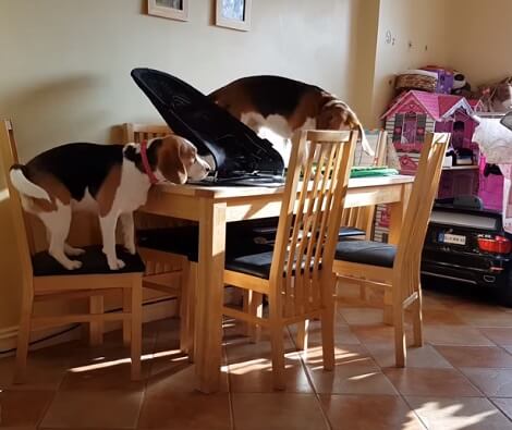 This Adorable Pup Is Teaching His Sibling How To Babysit The Right Way ...