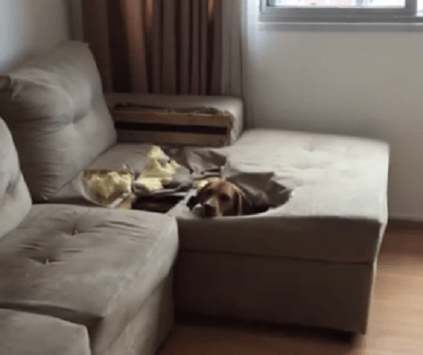 Yep, This Adorable Pup Has Successfully Destroyed The Couch! In Just 2 ...