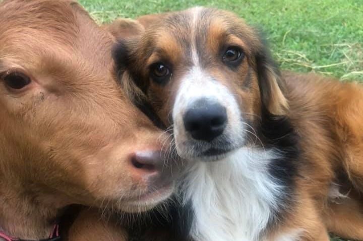 Unusual Friendship Between Dog And Calf Will Hit You Right In The Feel ...