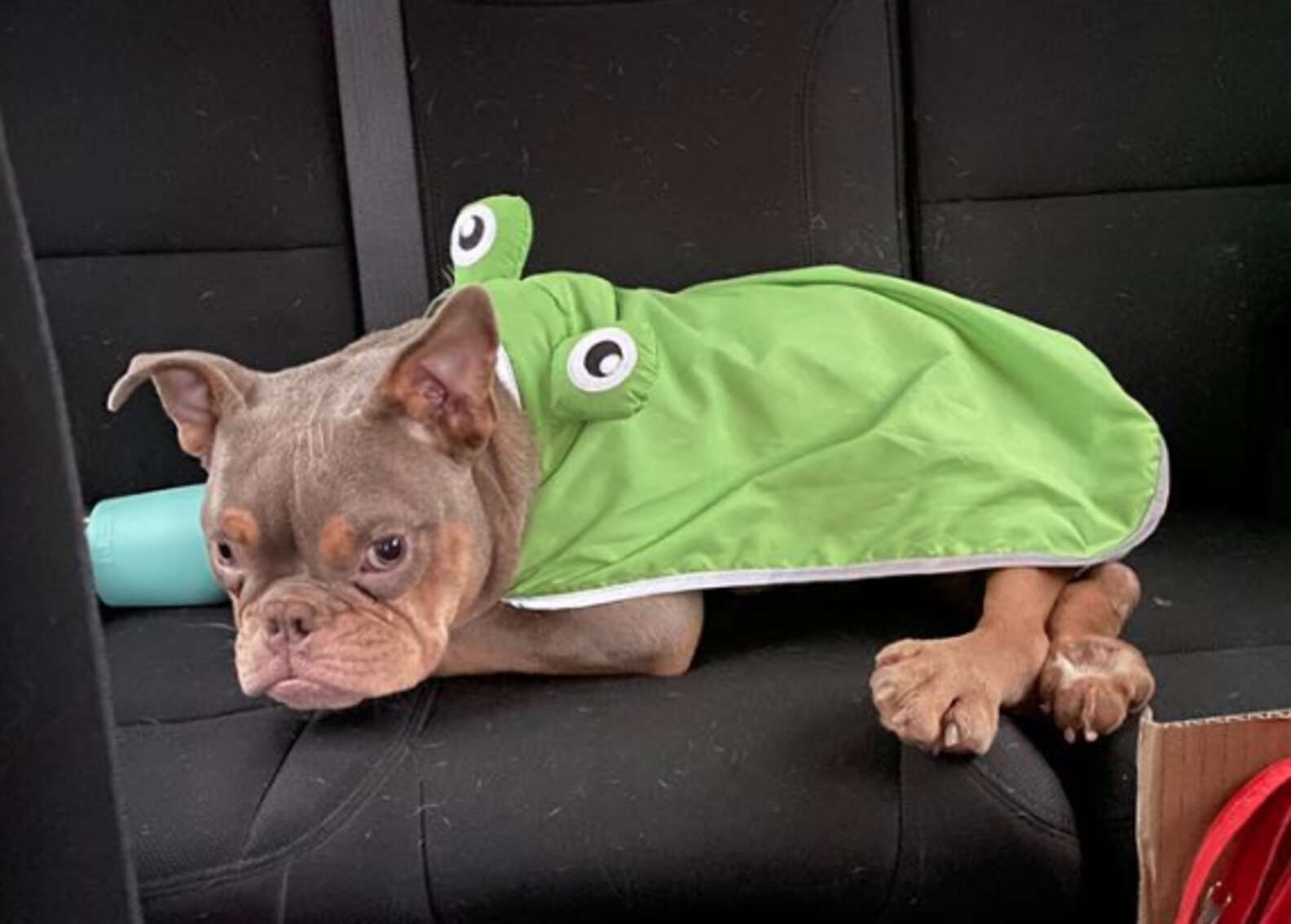 Dog Who Got Stood Up By Potential Adopter Needs A Little Cheering Up ...