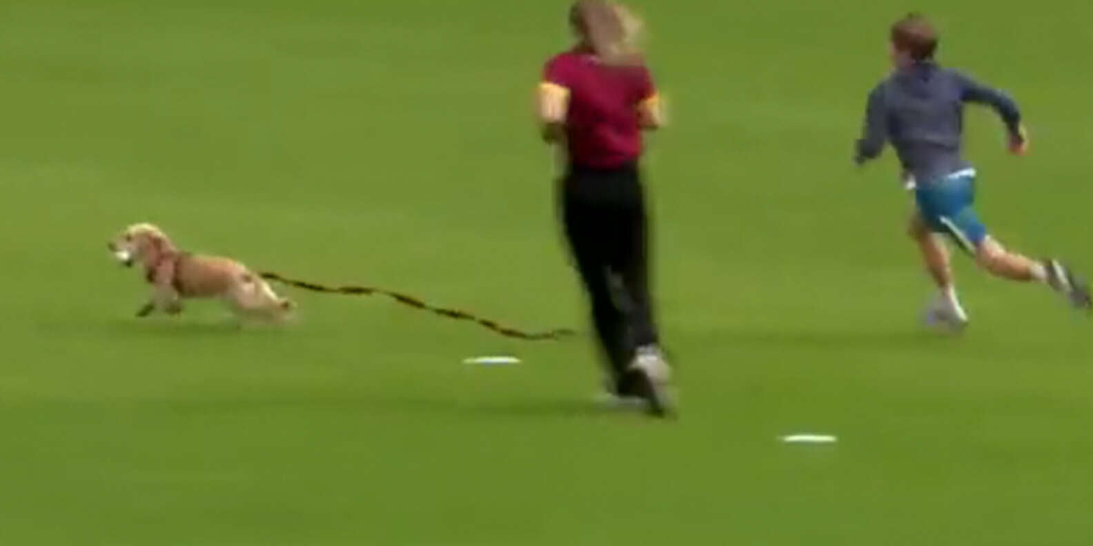 This Dog Became The Highlight Of A Cricket Game! – A Dog's Love