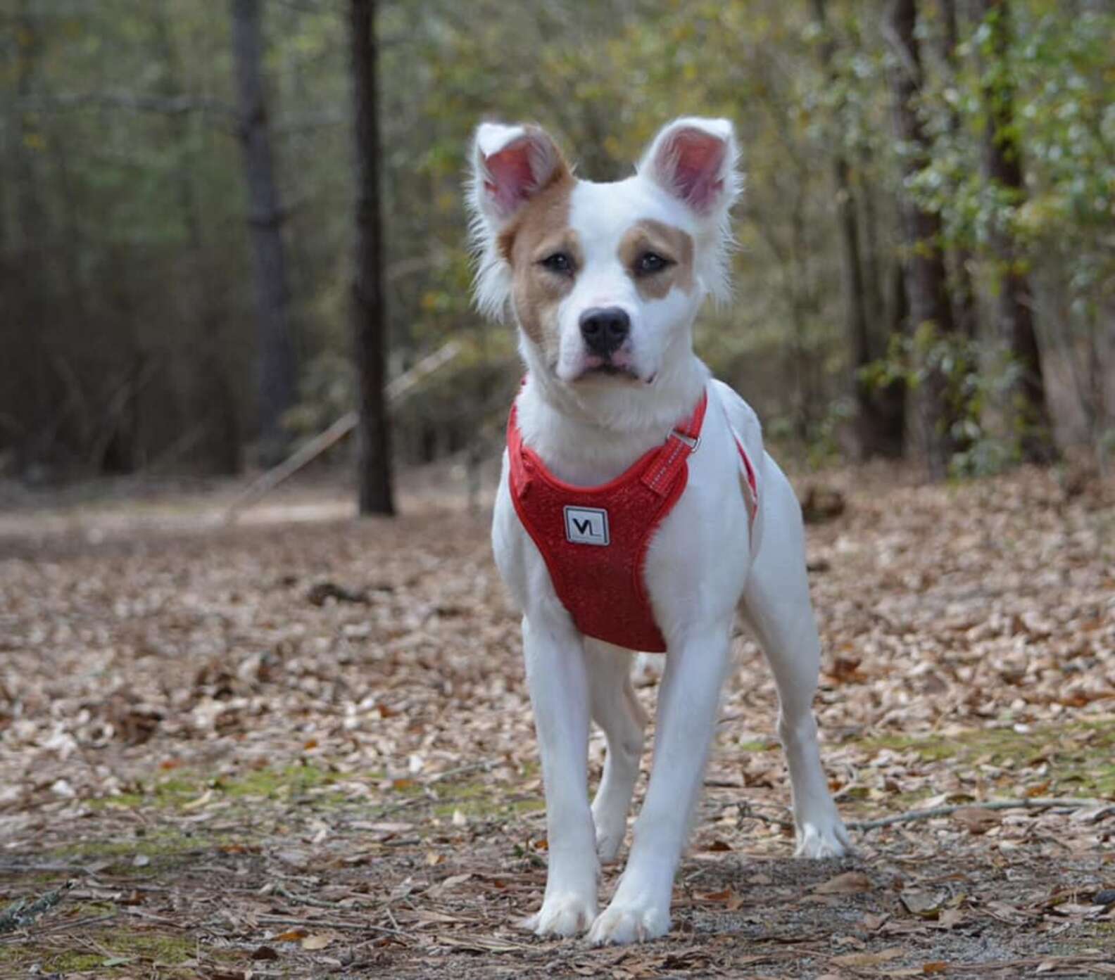 How Ava Found Her Forever Home – A Dog's Love
