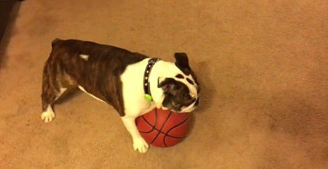 This Adorable Pup Knows How To Dribble The Ball Like A Pro! – A Dog's Love