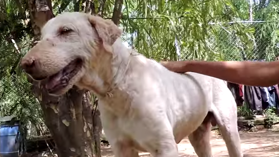 This Pup Looked Like A Pile Of Rocks, But His Transformation Will Make ...