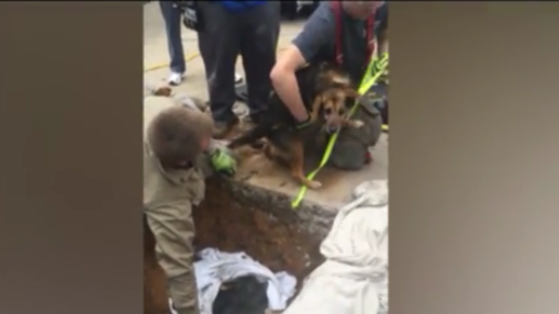Beagle Rescued After Being Stuck In An Underground Storm Pipe For A We ...
