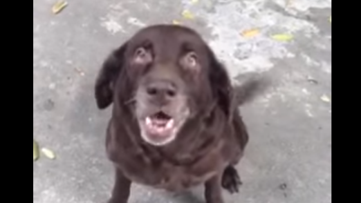 Adorable Labrador Pup Waits To Eat Corn, But Here's What You Need To K ...