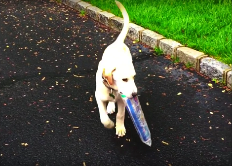 This Dog Bringing In The Newspaper Will Make Your Day! – A Dog's Love