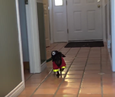 Fire Safety Is This Pup's First And Foremost Priority! Check This Out ...