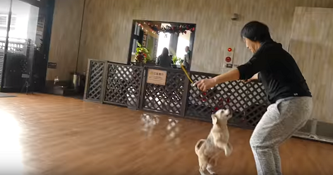 Have You Ever Seen A Dog Jump Rope? This Will Blow Your Mind! – A Dog's ...