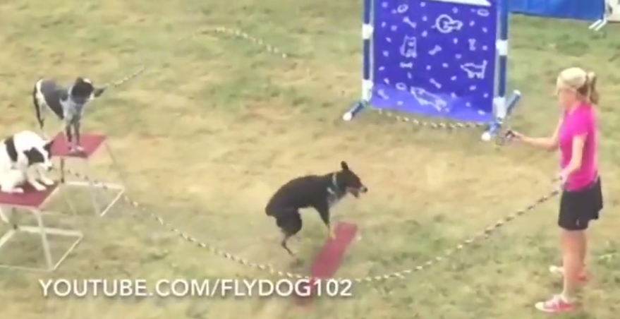 When You See What 5 Year Old Geronimo Can Do, You'll Be Speechless! – A ...