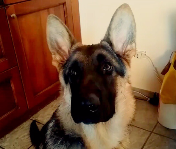 Raoul The German Shepherd Eats His Favorite Treat - Ricotta! – A Dog's Love