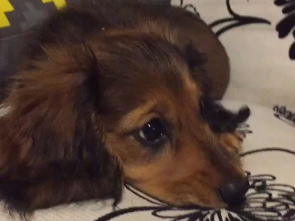 Super Cute Dachshund Pup Doesn't Like Her New Resting Place – A Dog's Love