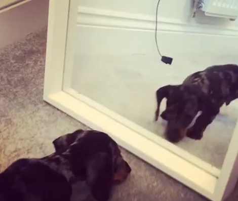 This Adorable Pup Is Challenging His Own Reflection In The Mirror! – A ...