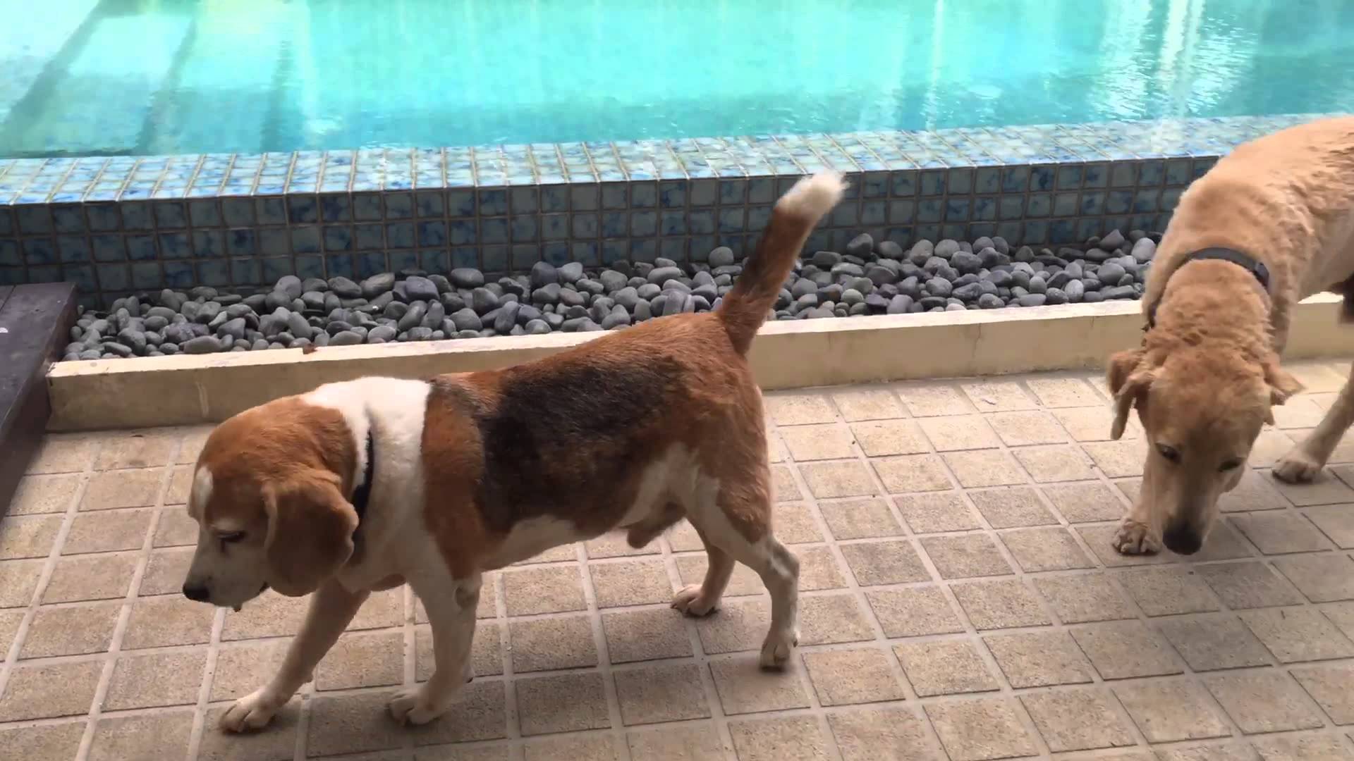 Adorable Beagle Pup Spends Time With His Buddy, A Golden Retriever! – A ...