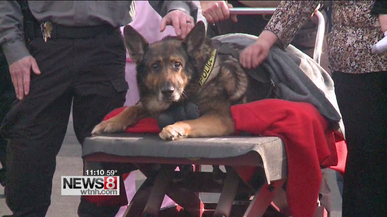 Adorable German Shepherd Is About To Cross The Rainbow Bridge, I'm Cry ...