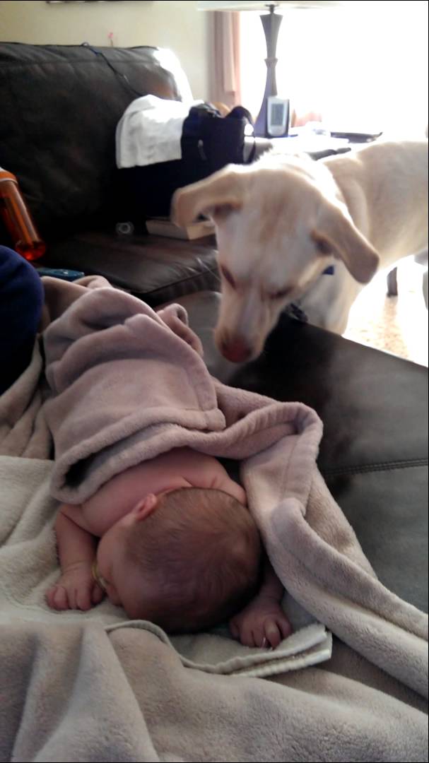 Adorable Labrador Mix Sees A Sleeping Baby, See What He Does Next! – A ...