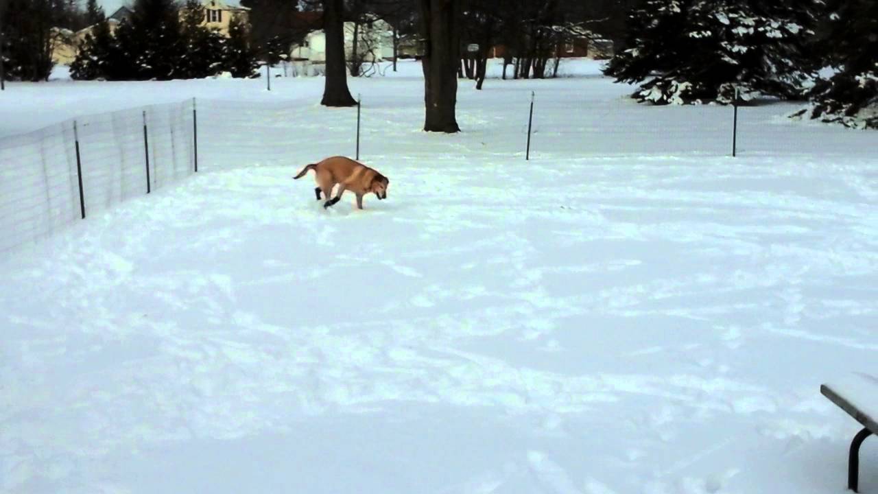 Adorable Labrador Pup Gets His First Boots, Then He Becomes A Horse ...