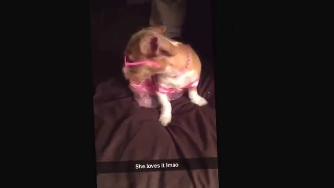 Barbie The Beagle Mix Is A Star In The Making! Watch Her Flaunt Her St ...